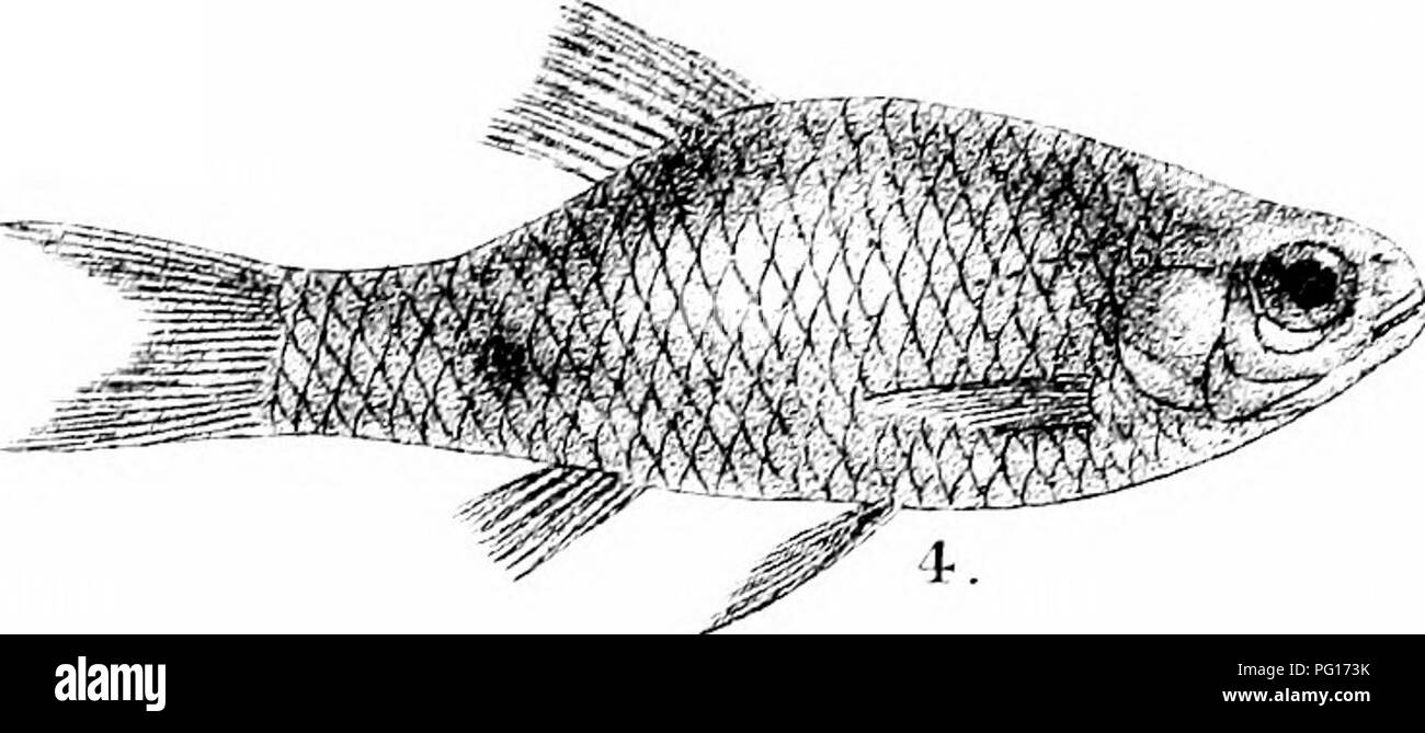 Freshwater ichthyofauna hi-res stock photography and images - Alamy