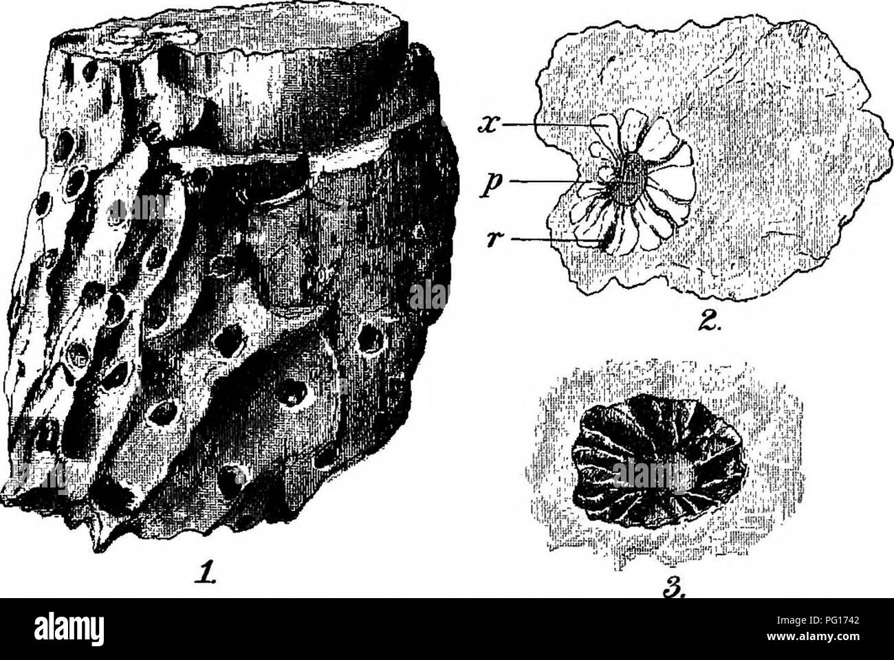 . Fossil plants : for students of botany and geology . Paleobotany. IV ...