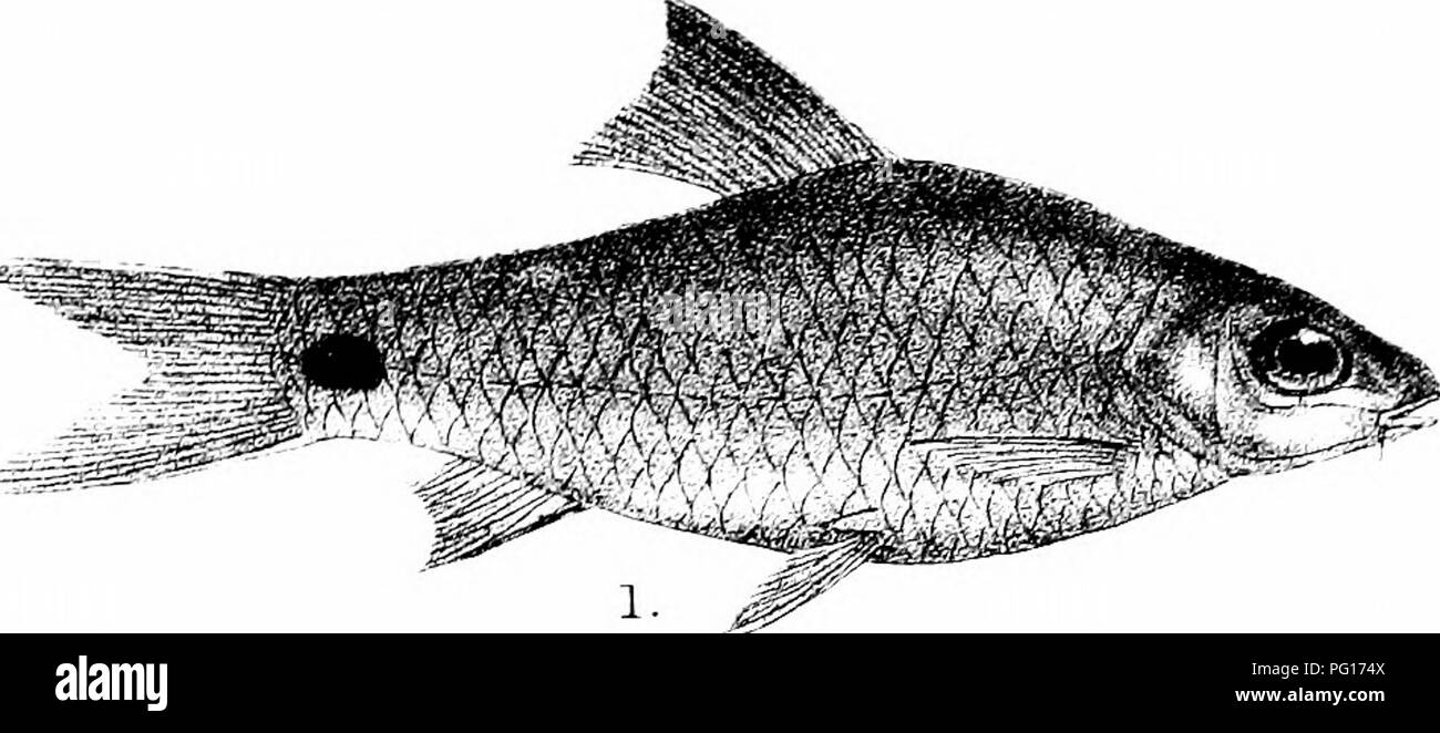 A detailed natural history of fish species from India, Burma, and ...