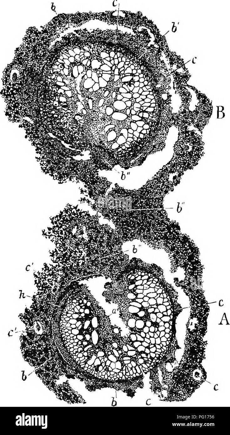 This image depicts a fossilized specimen of *Lepidodendron selaginoides ...