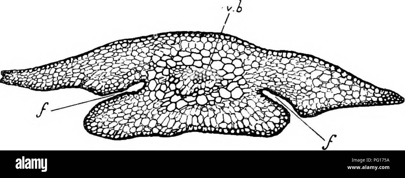 Leaf epidermis stomata Black and White Stock Photos & Images - Alamy