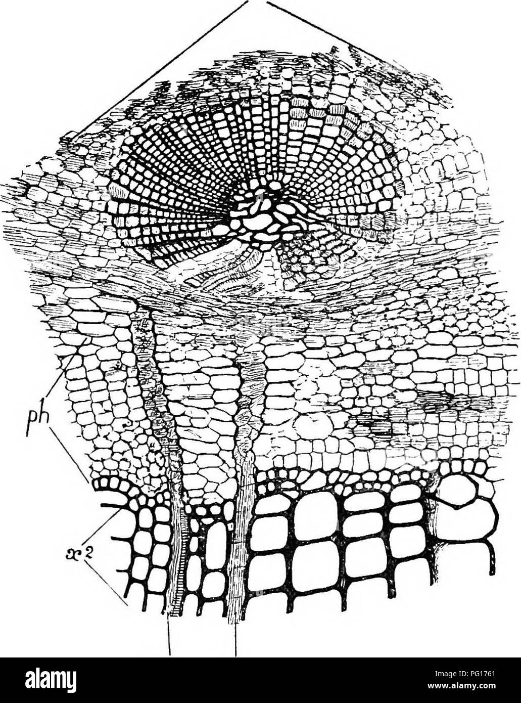 This study examines fossil plants, including the preserved stem of a ...