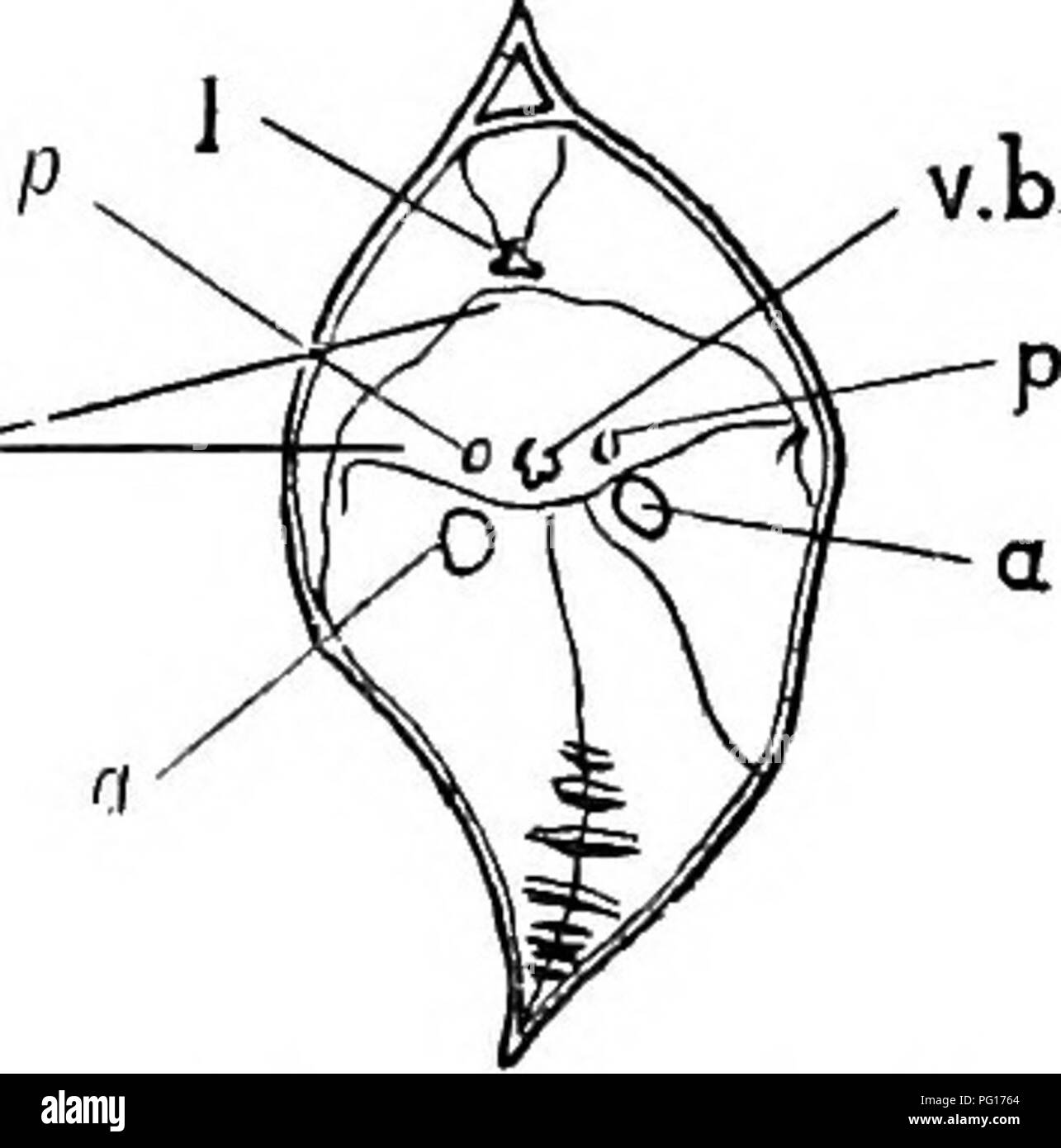 Truncated apex Black and White Stock Photos & Images - Alamy