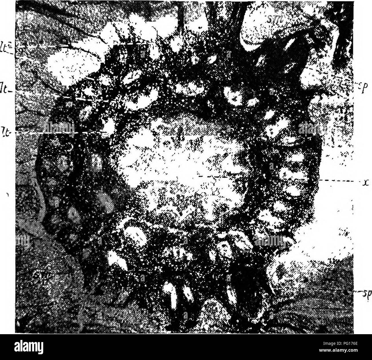 Sphenophyllum hi-res stock photography and images - Alamy