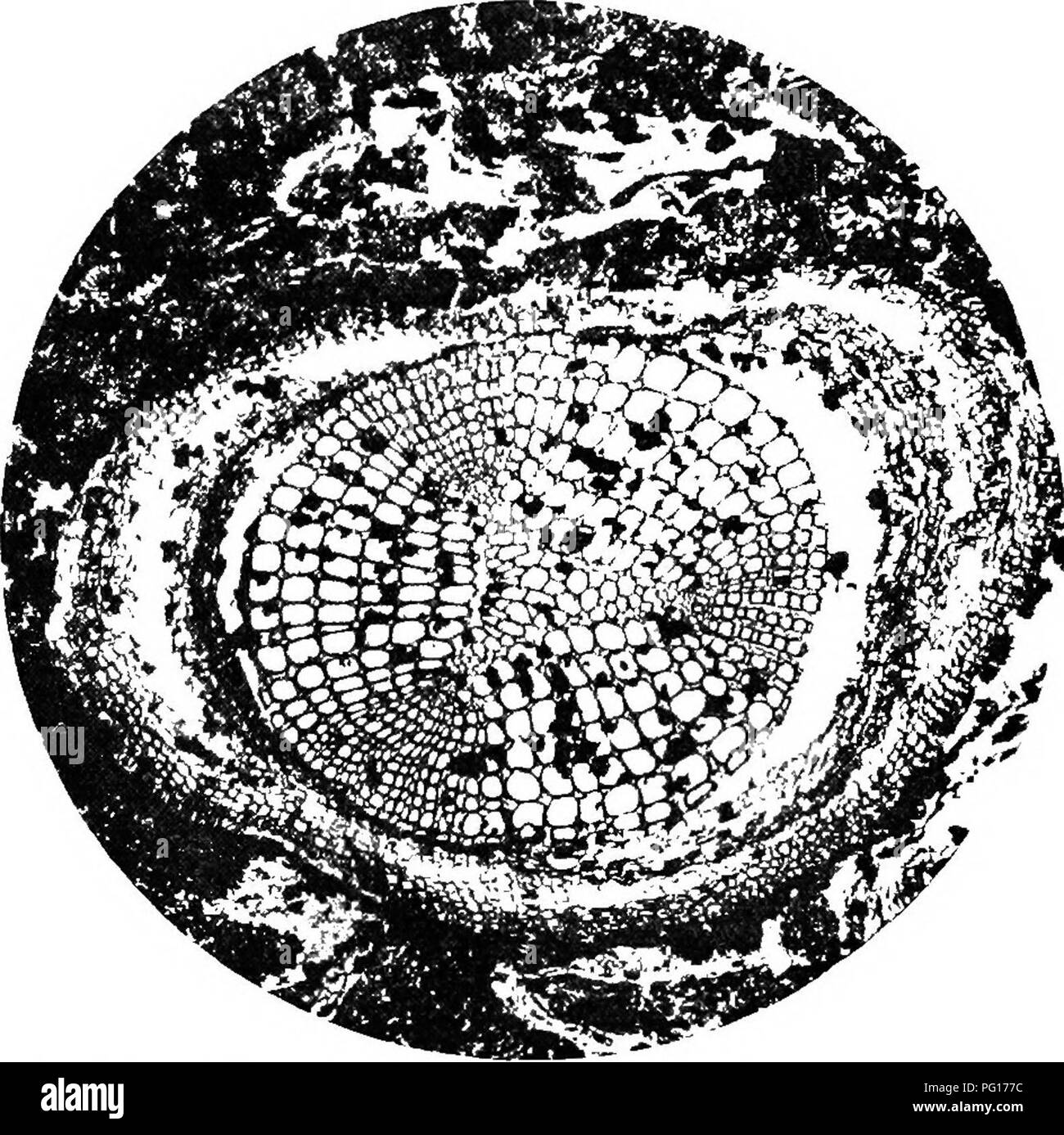 Sphenophyllum hi-res stock photography and images - Alamy