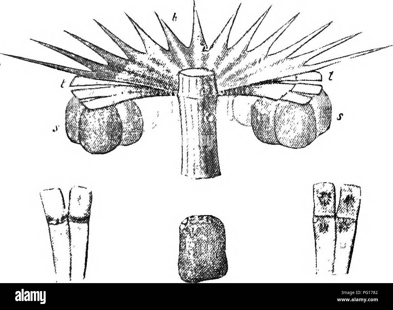 Form typica Black and White Stock Photos & Images - Alamy