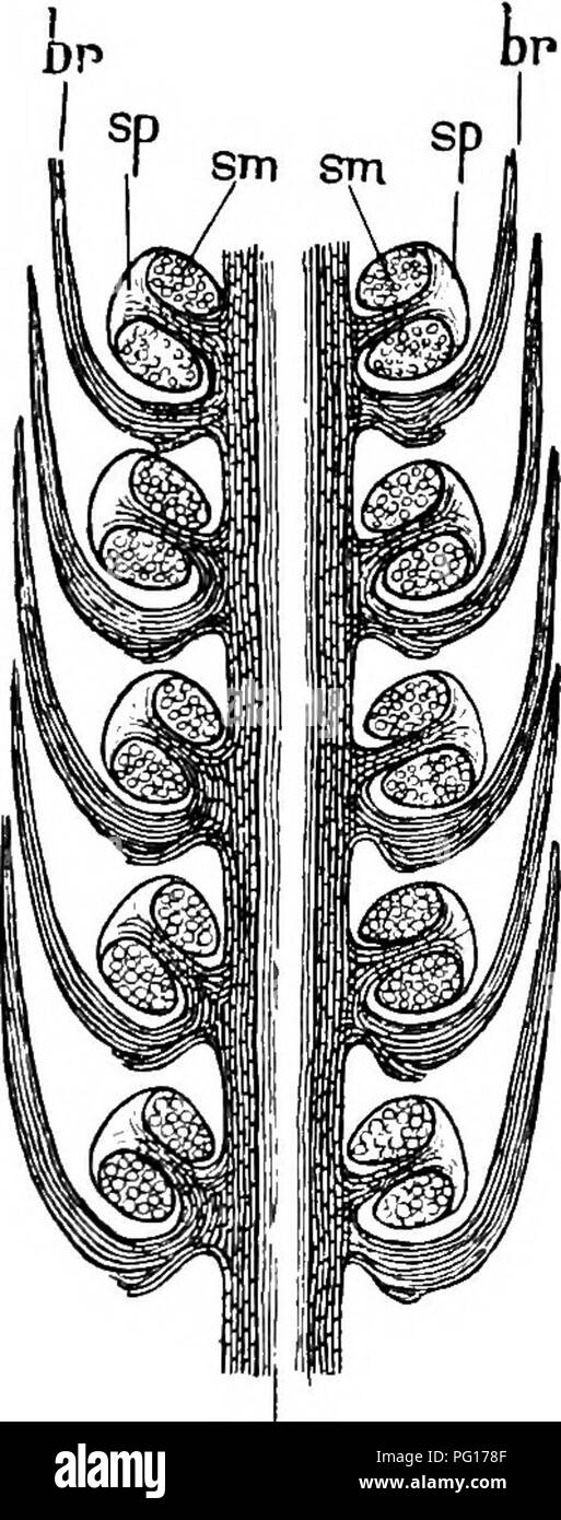 Palaeostachya Black and White Stock Photos & Images - Alamy