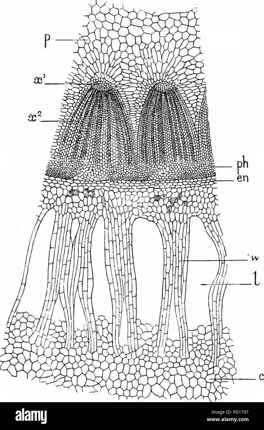 Transverse section of a root hi-res stock photography and images - Alamy