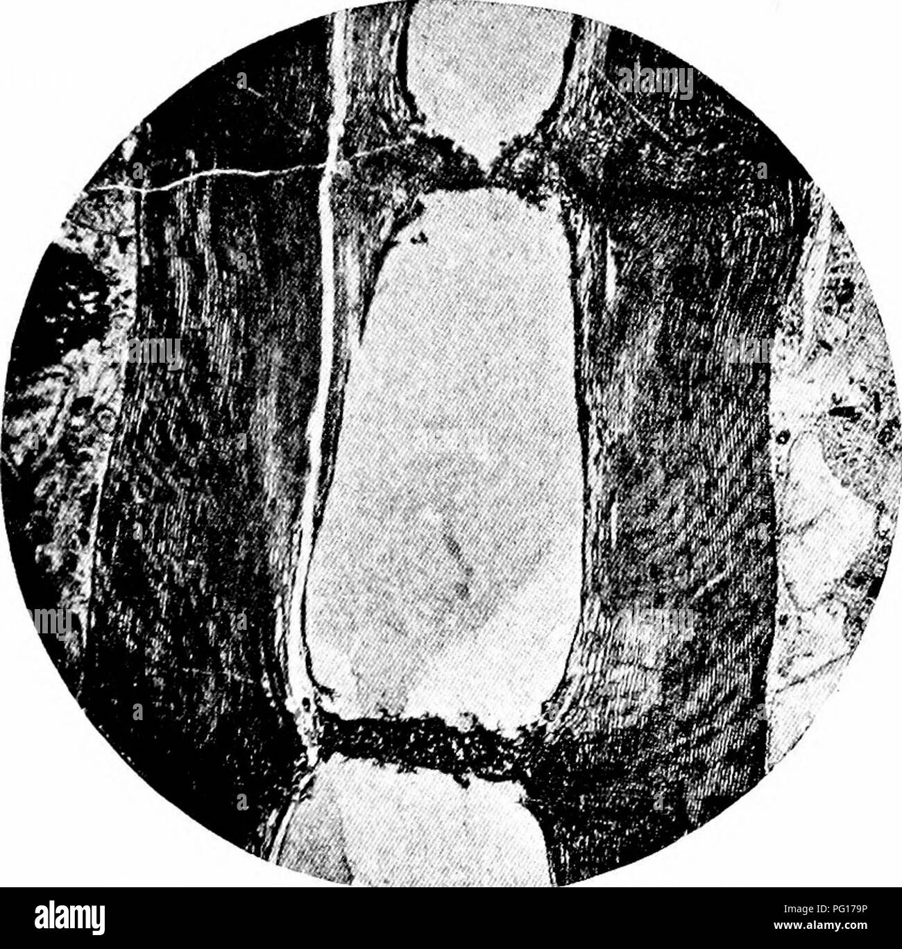 . Studies in fossil botany . Paleobotany. THE STEM OF CALAMITES 25 far ...