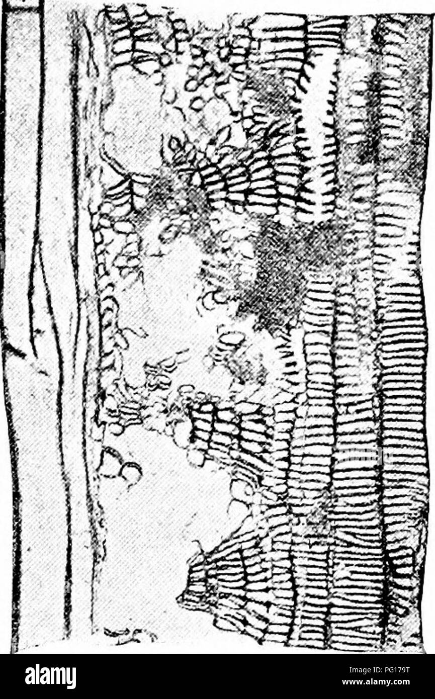 This study examines the stem of the Calamites genus through detailed ...