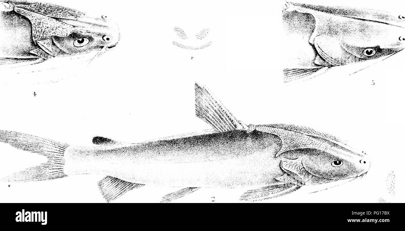 This section from *The Fishes of India* details the various fish ...