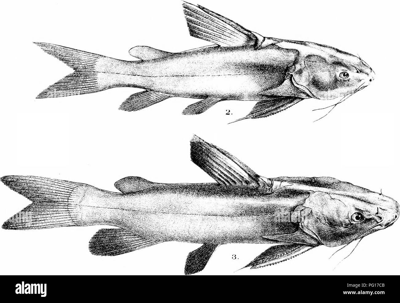 Francis Day's *The Fishes of India* provides a detailed natural history ...