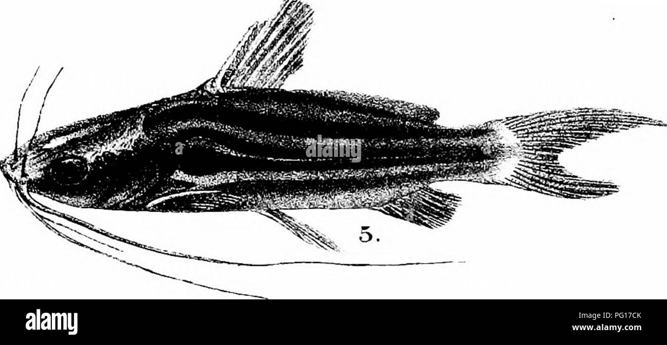 This natural history of fish in India, Burma, and Ceylon details ...