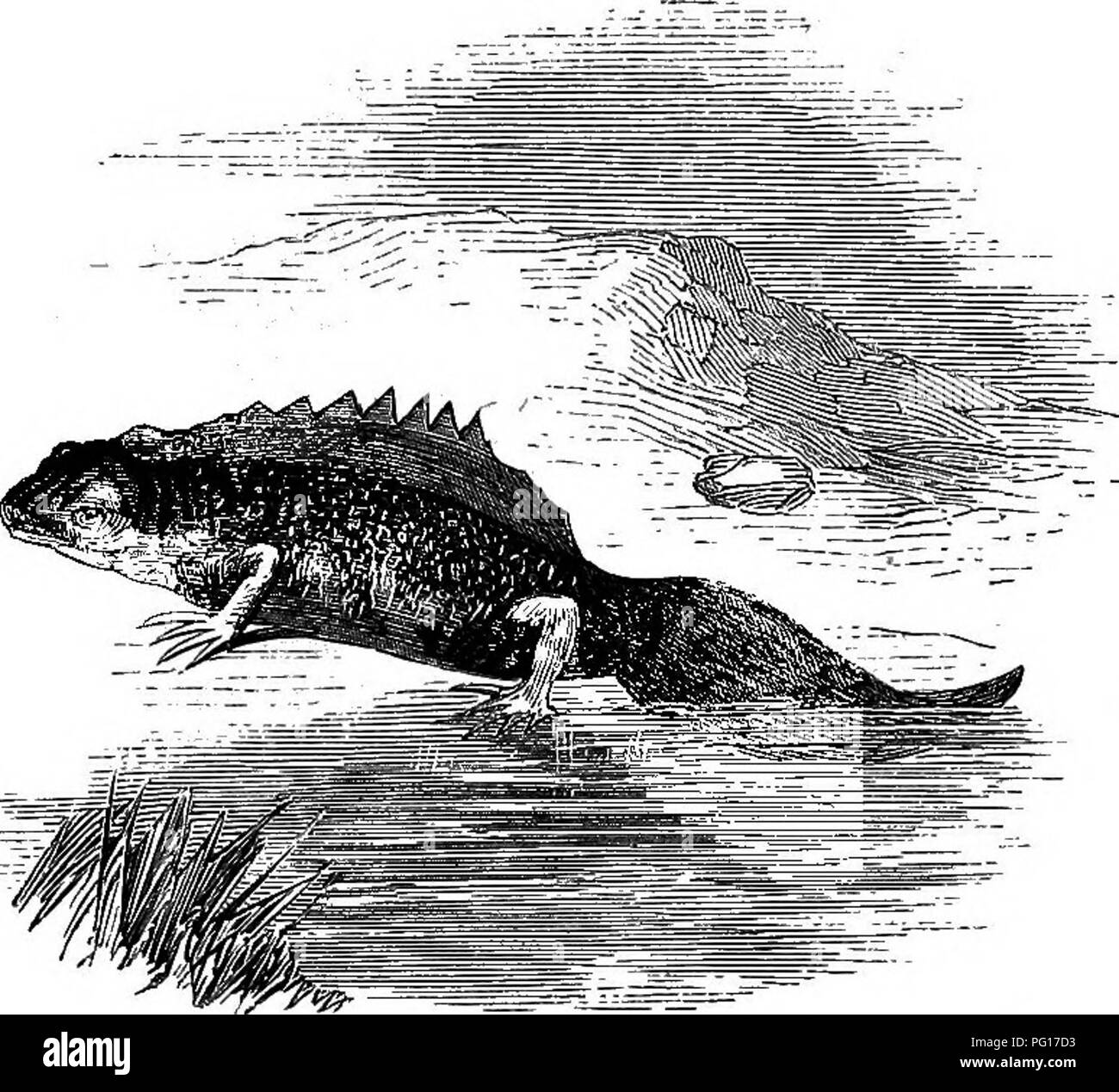 This zoological study focuses on the skeletal similarities between ...