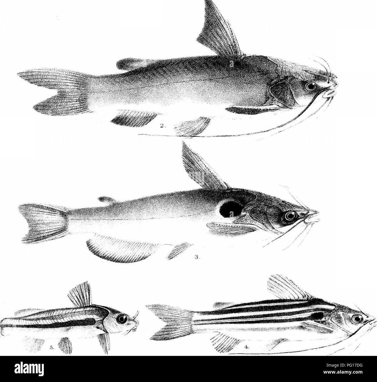 This section from *The Fishes of India* describes species like ...