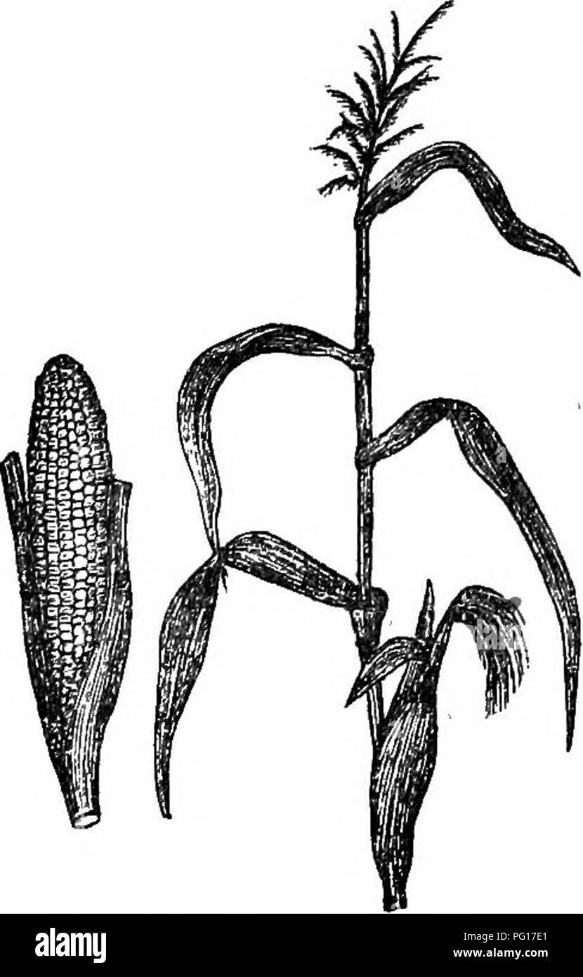 Staminate flowers corn hi-res stock photography and images - Alamy