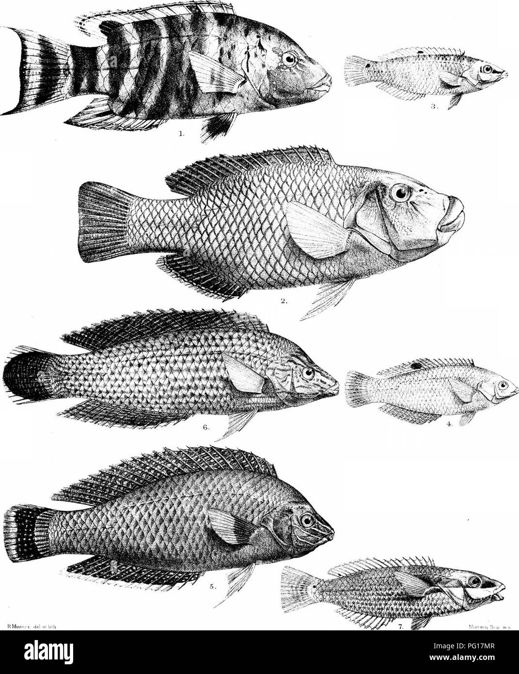 This work presents a detailed natural history of fish species ...