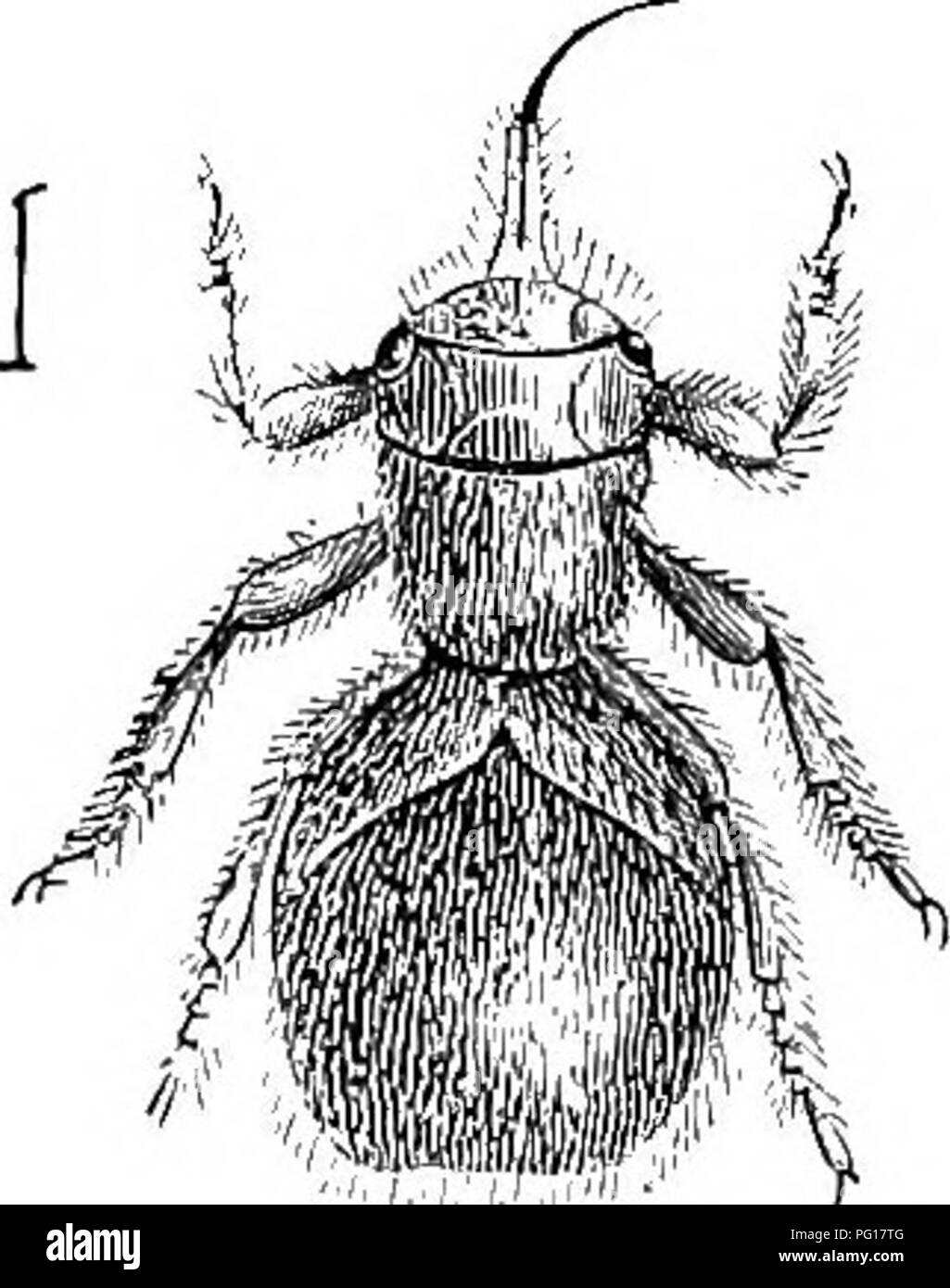 Maggots wound Cut Out Stock Images & Pictures - Alamy