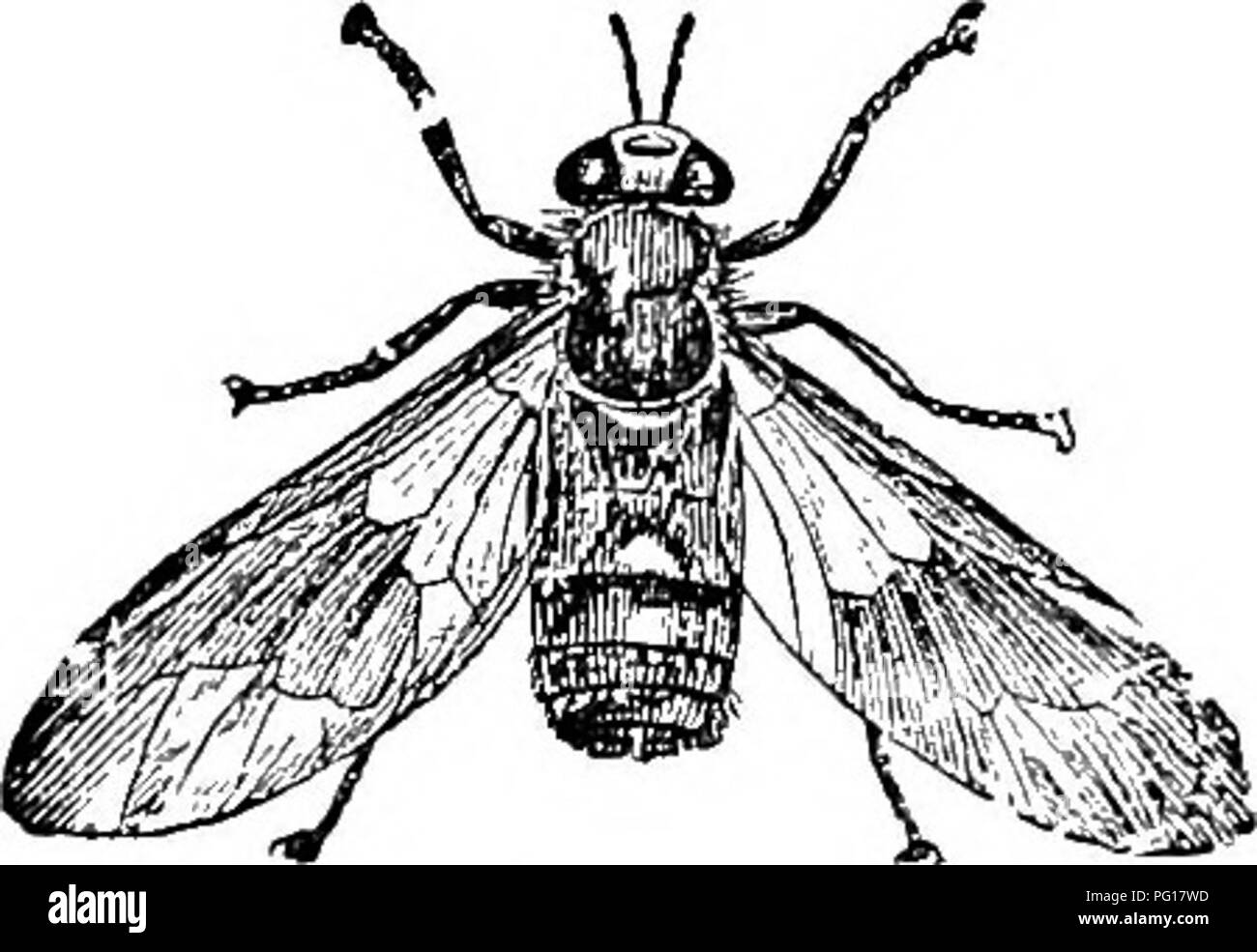 This veterinary hygiene manual describes the Cleg or Horse Breeze fly ...