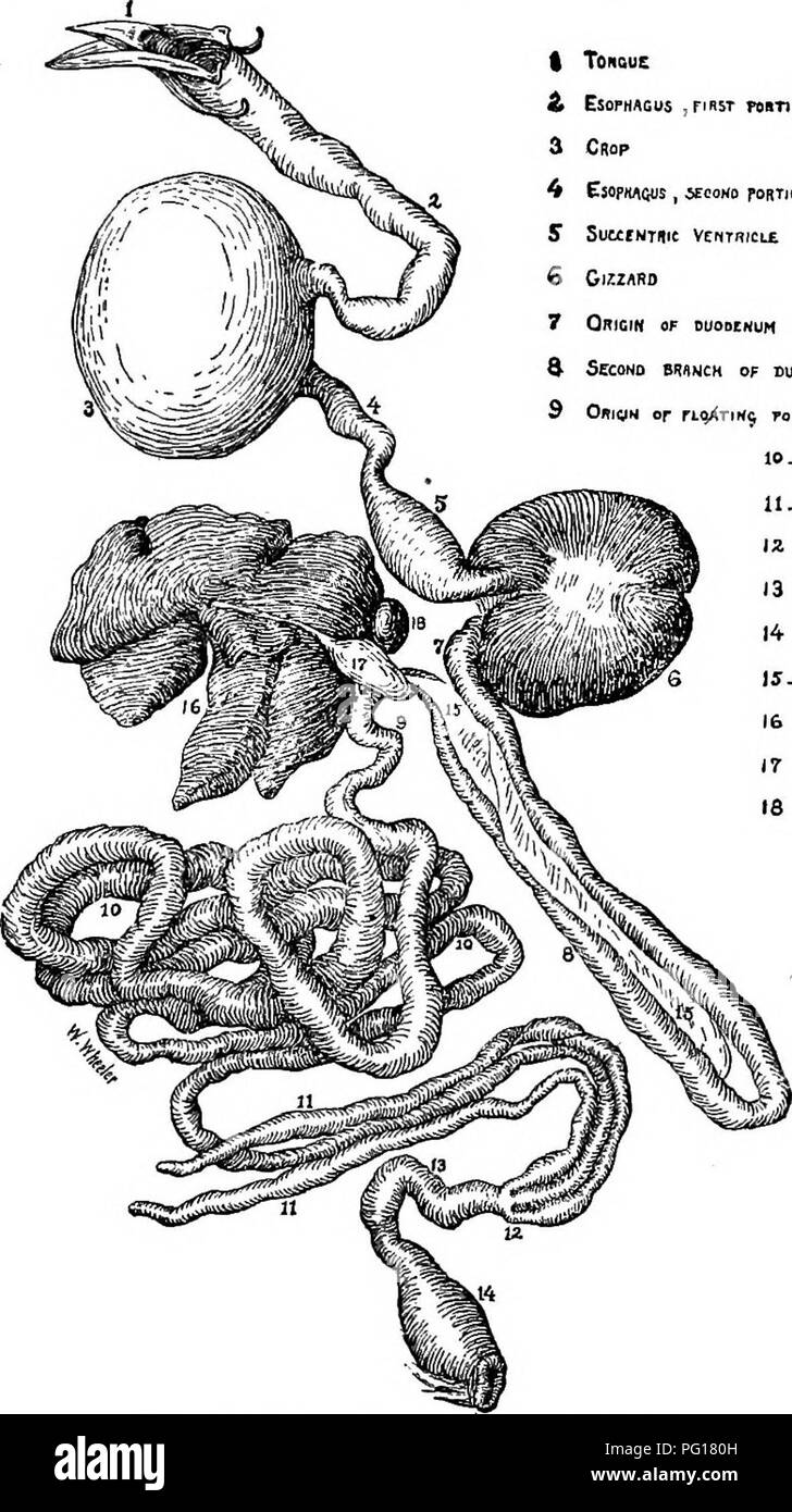 This illustration from 'The Feeding of Animals' focuses on the ...