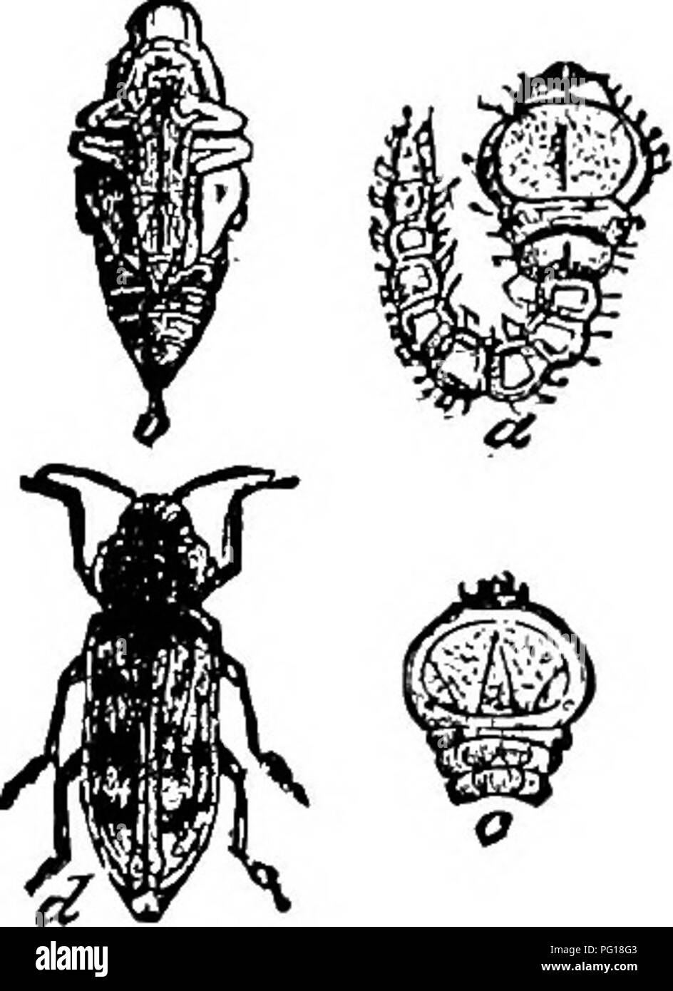 Livestock farming techniques Cut Out Stock Images & Pictures - Alamy