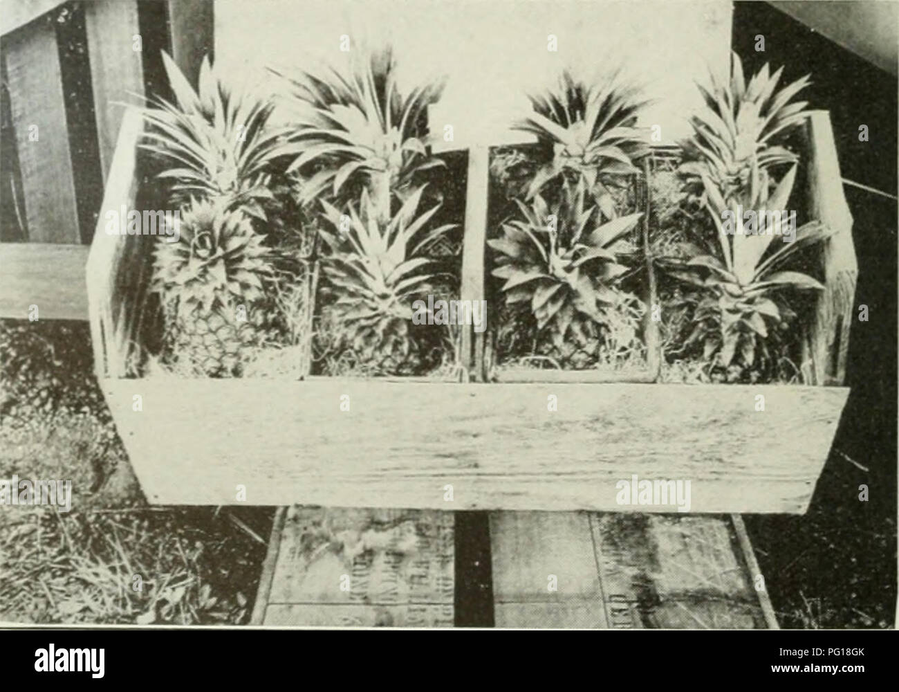 Smooth cayenne pineapple hi-res stock photography and images - Alamy