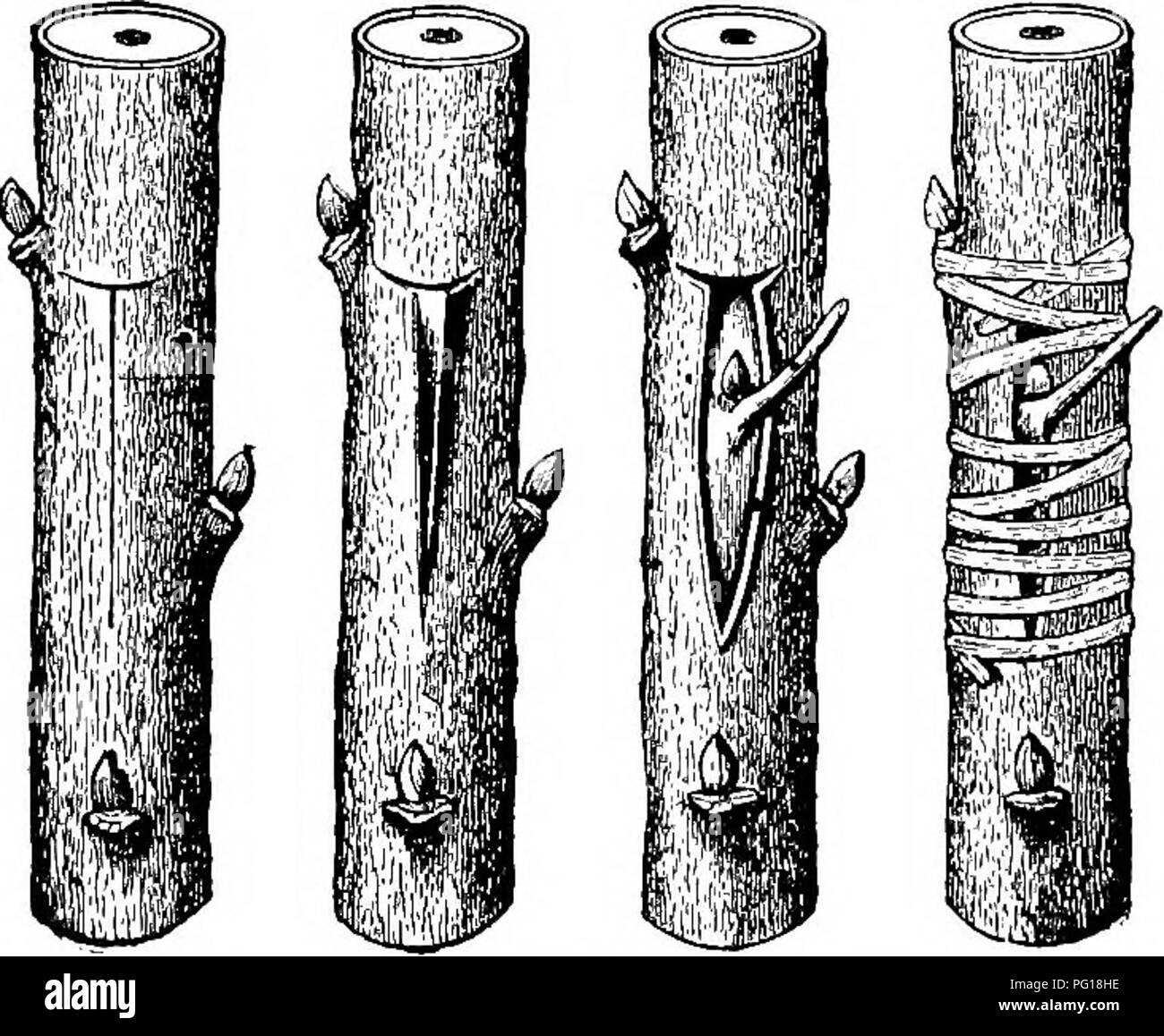 This manual covers the techniques of livestock management, including ...