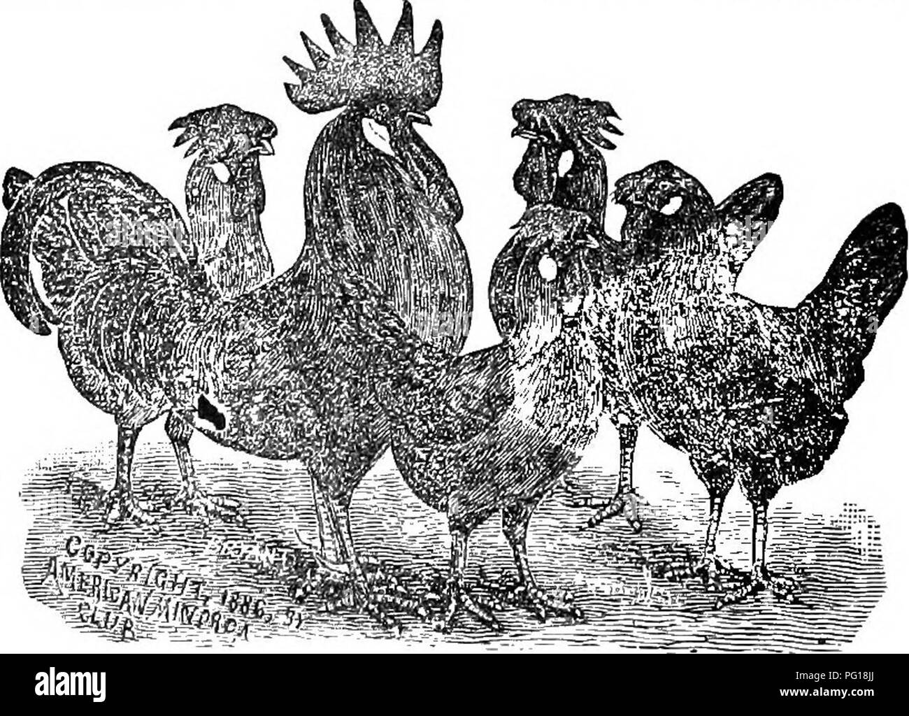 Poultry producers Black and White Stock Photos & Images - Alamy