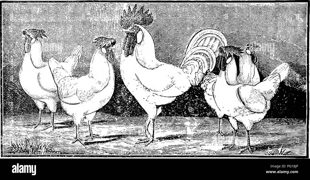 Minorca chickens, of Spanish origin, are hardy and productive, thriving ...
