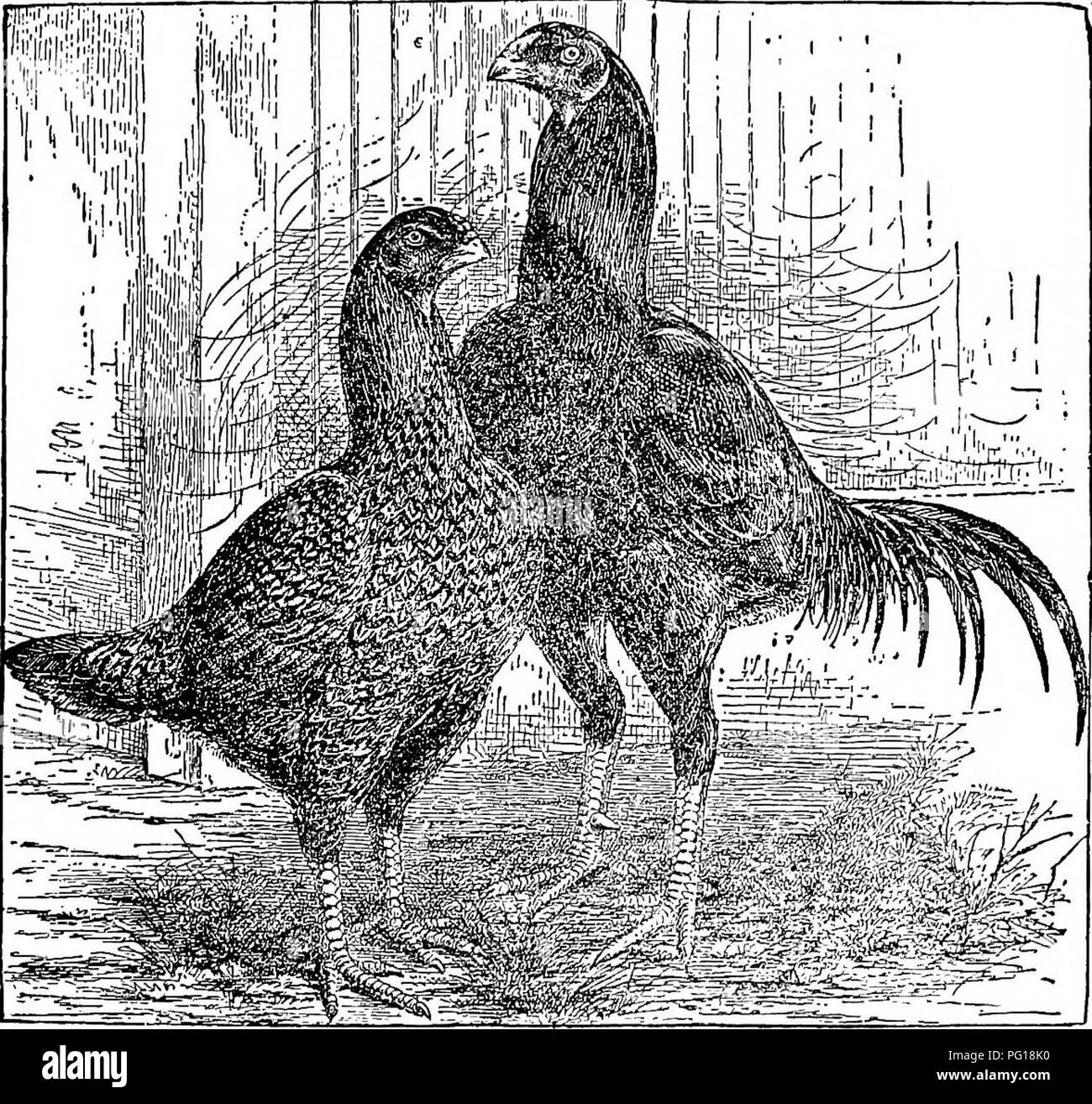 . The successful stockman and manual of husbandry . Livestock ...