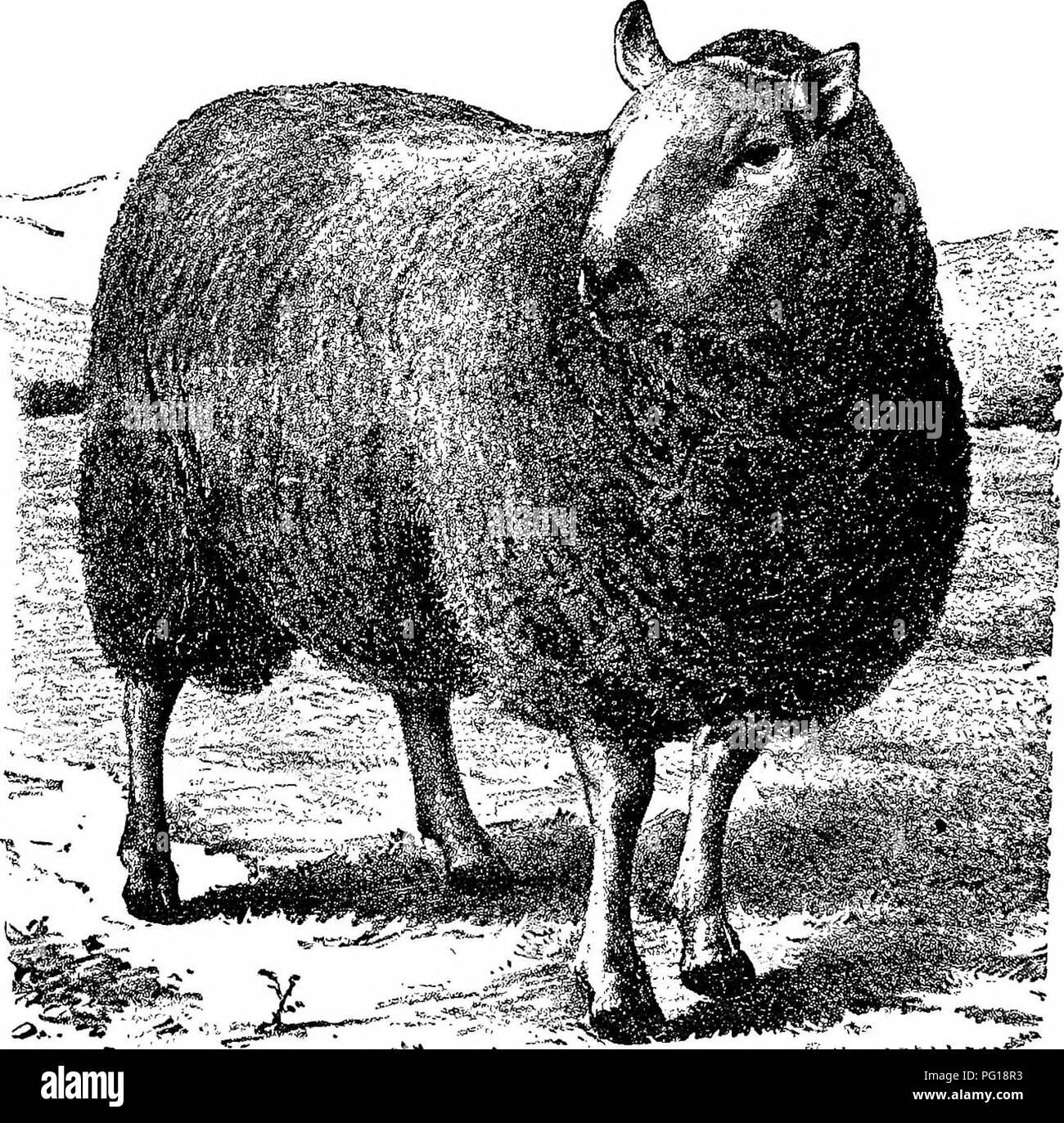 This manual focuses on sheep husbandry, featuring a portrait of a ...