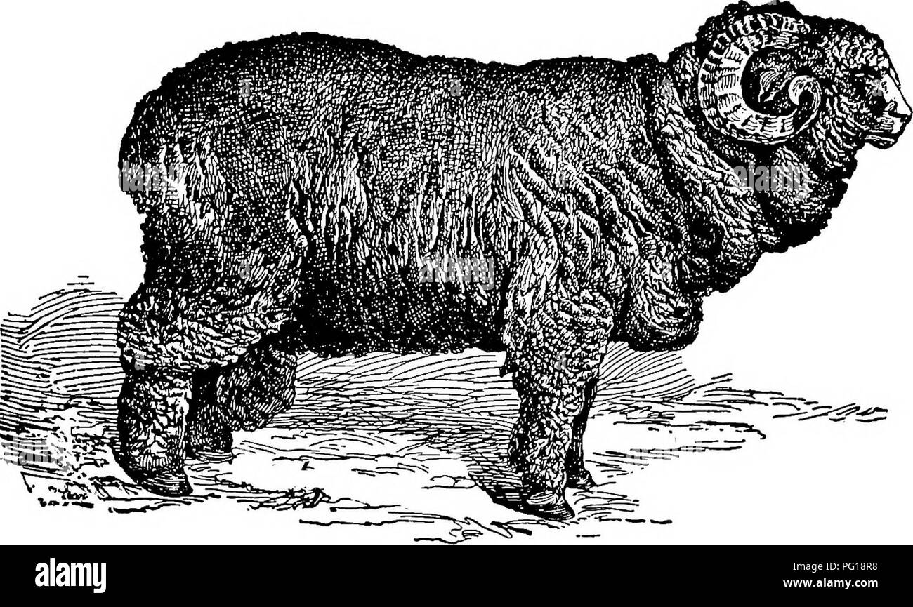 Merino sheep vermont hi-res stock photography and images - Alamy