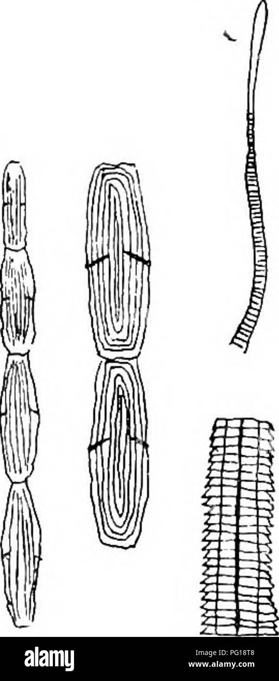 . Veterinary parasitology . Domestic animals; Veterinary parasitology ...
