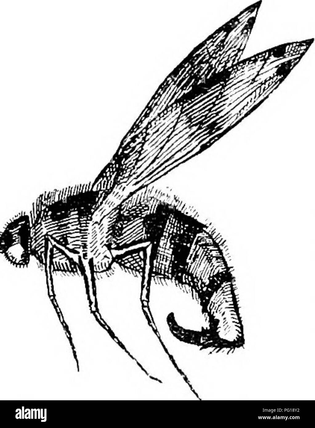 . Veterinary parasitology . Domestic animals; Veterinary parasitology ...