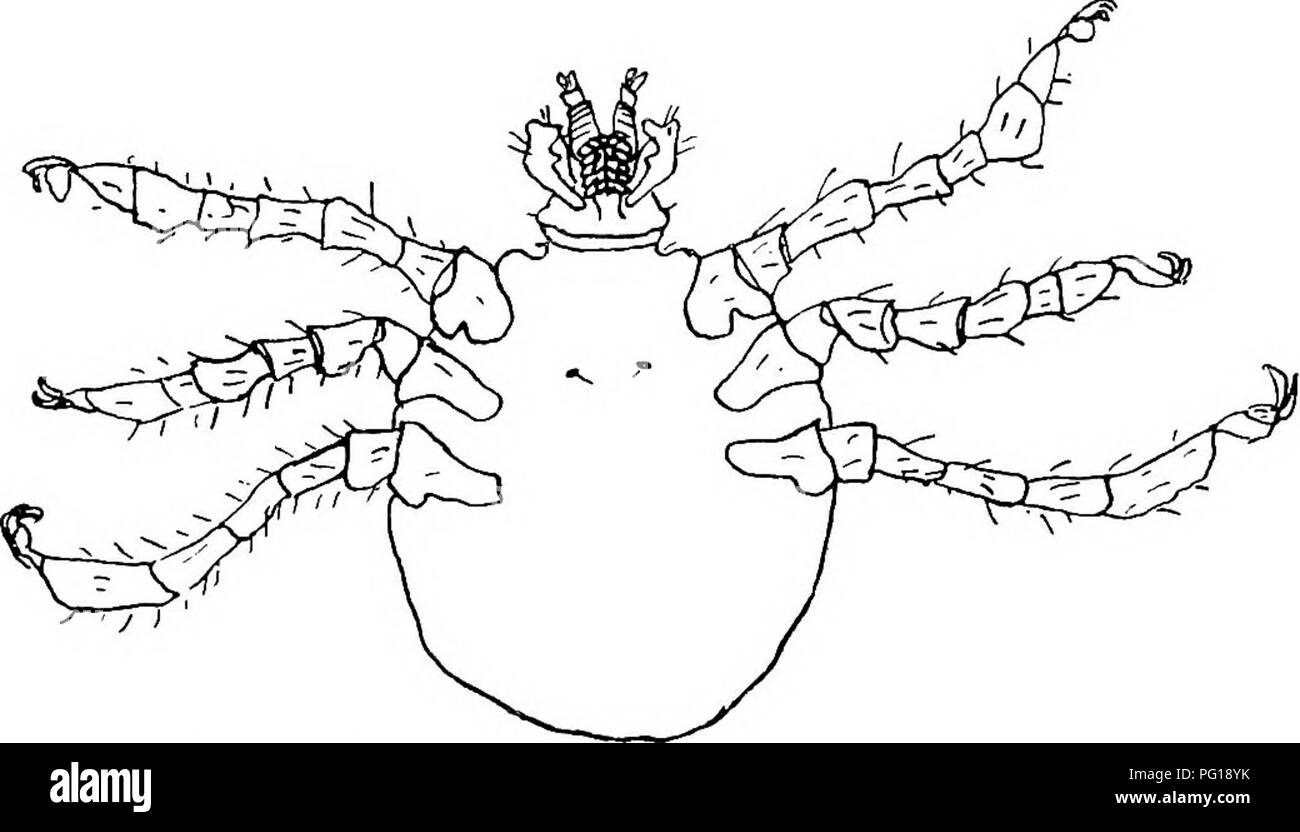 This image depicts the life cycle and stages of ticks, illustrating ...