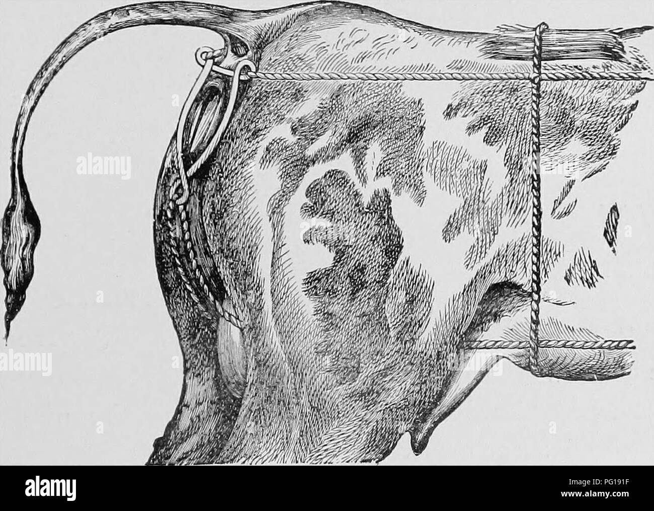 This veterinary compendium provides essential information on obstetrics ...