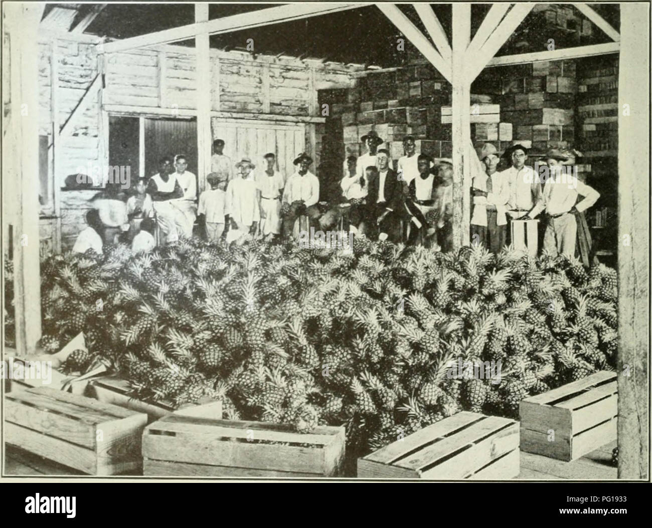 . The Cuba review. Smooth Cayenne Pines, as Grown and Packed in Isle of ...