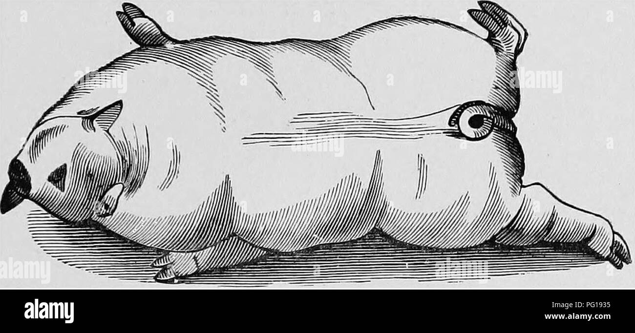 Ascites hi-res stock photography and images - Alamy