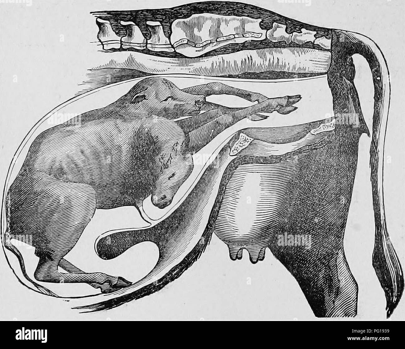 Four limbs abnormal hi-res stock photography and images - Alamy