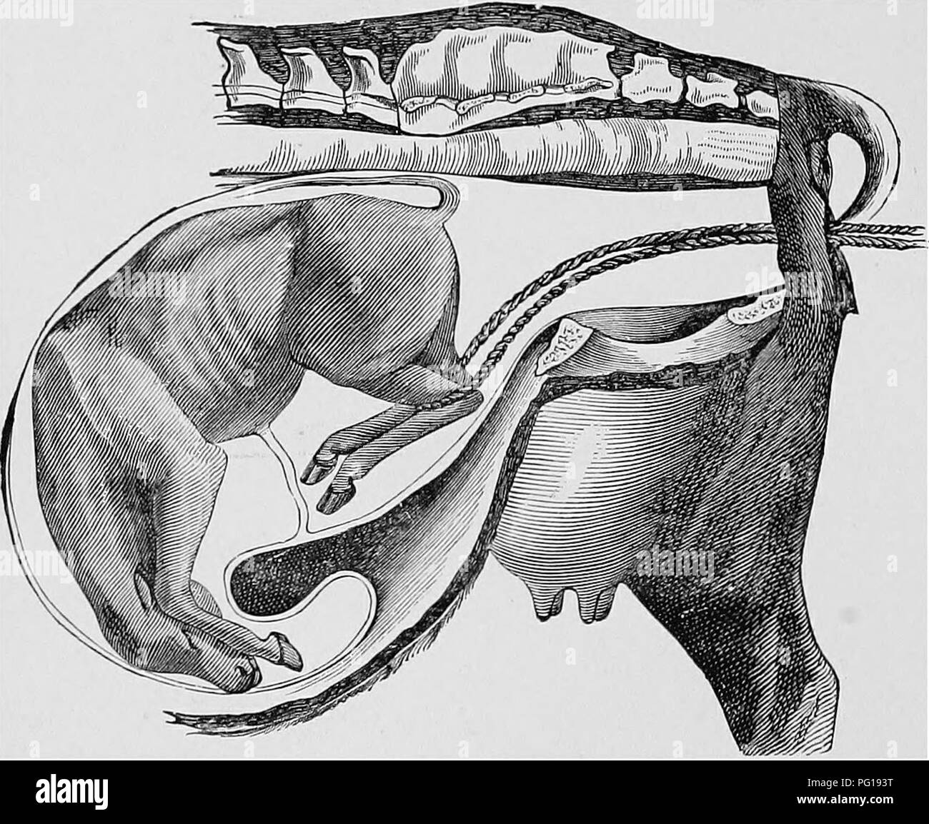 This image is from a veterinary obstetrics manual, showing techniques ...