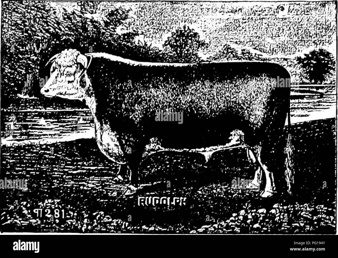 . History of Hereford cattle : proven conclusively the oldest of ...