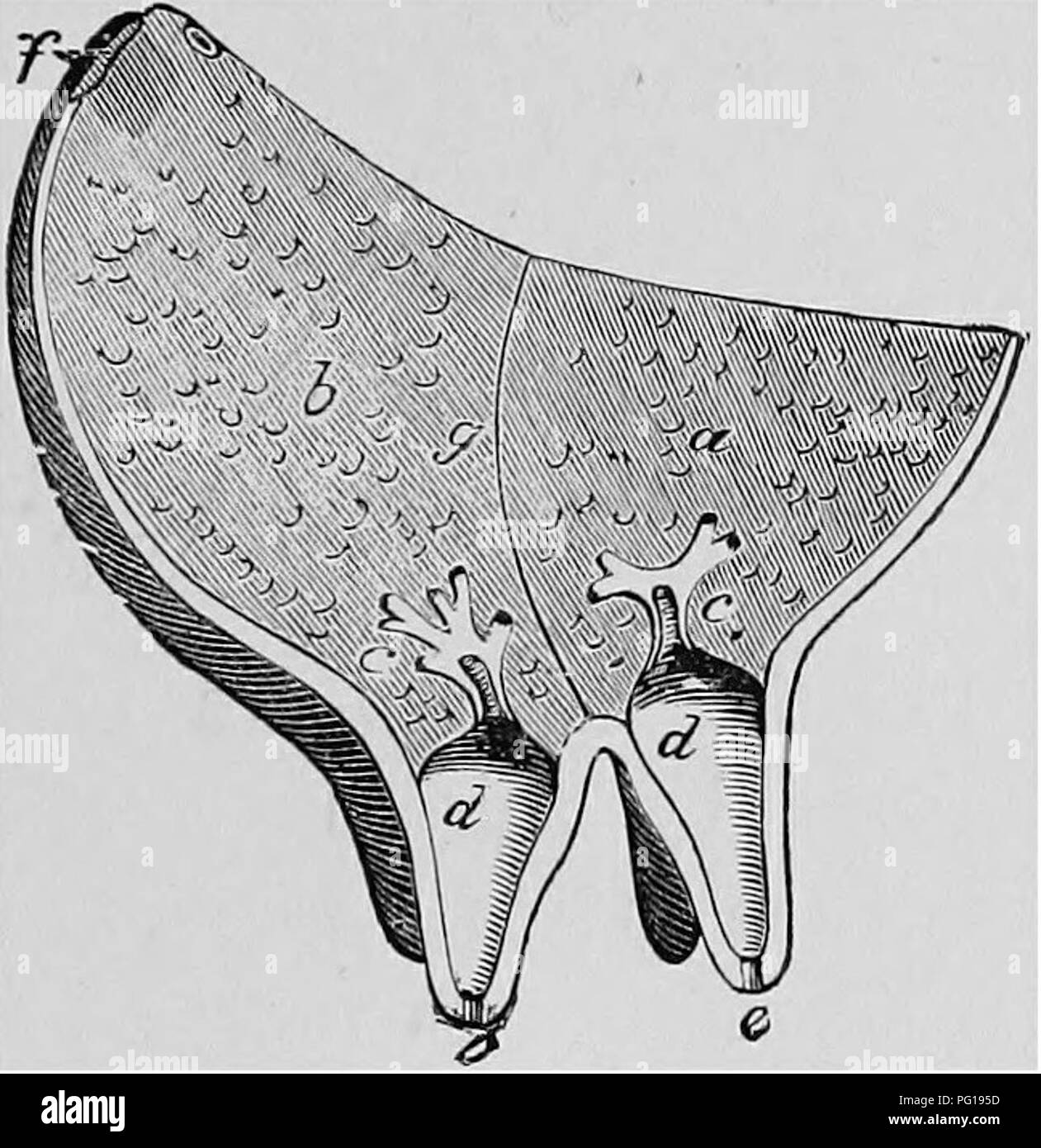 Udder Anatomy