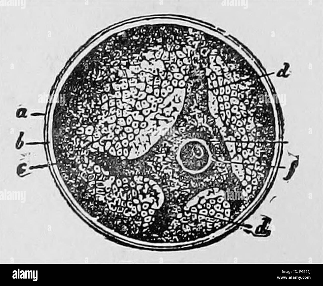 Graafian hi-res stock photography and images - Alamy