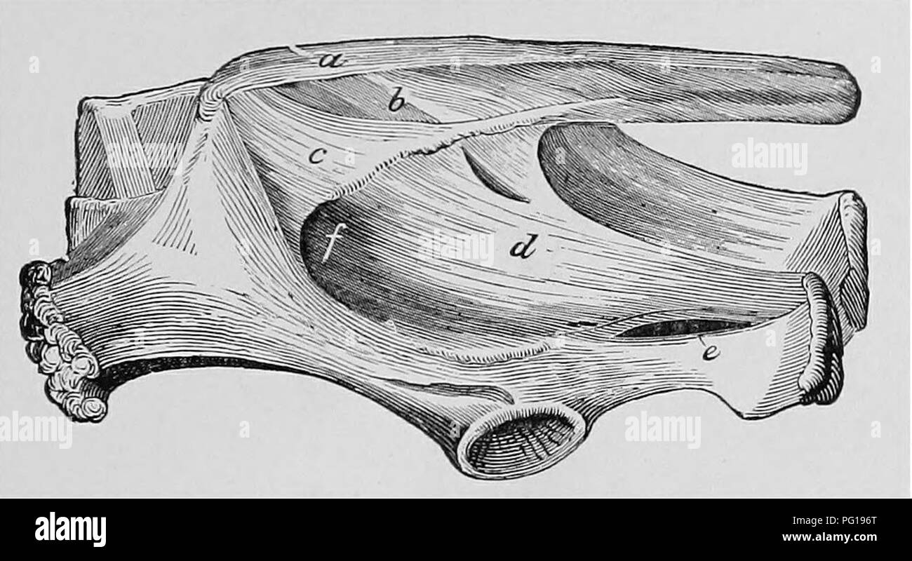 Sheep vertebrae Black and White Stock Photos & Images - Alamy