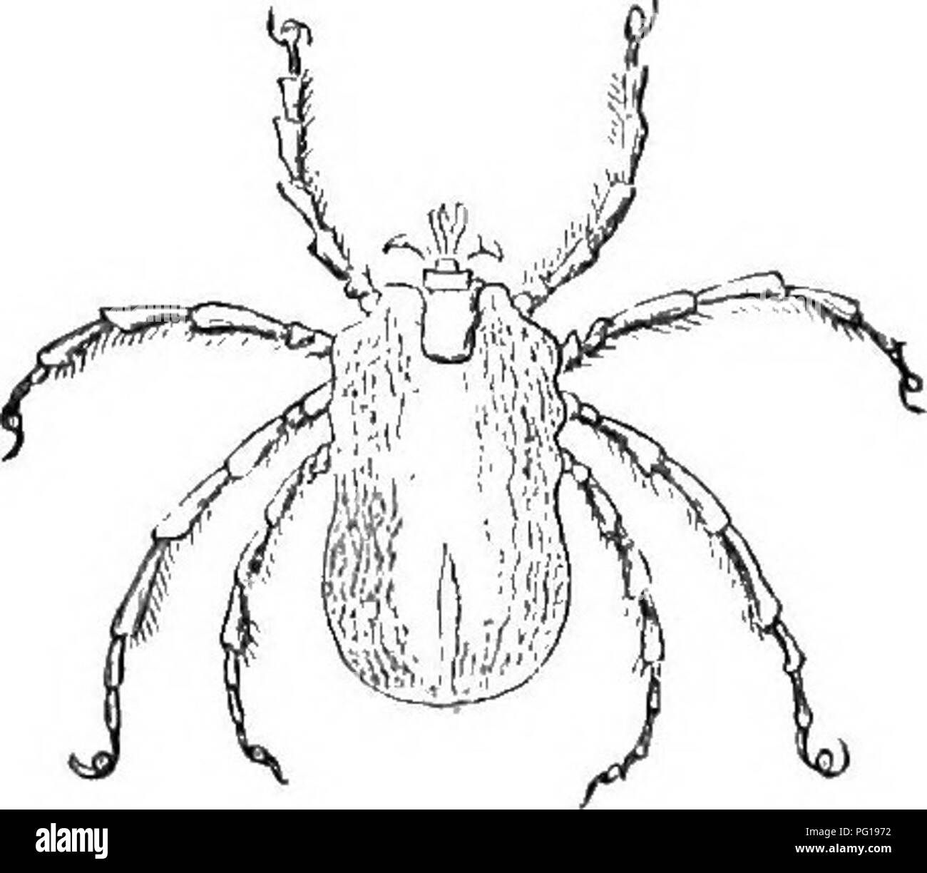 External parasites of sheep Black and White Stock Photos & Images - Alamy