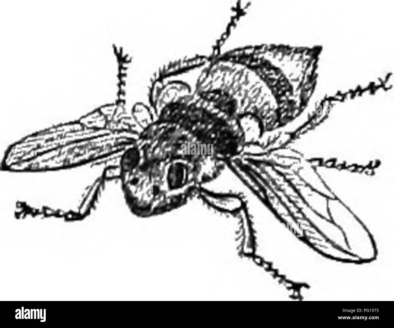 Sheep tumor hi-res stock photography and images - Alamy