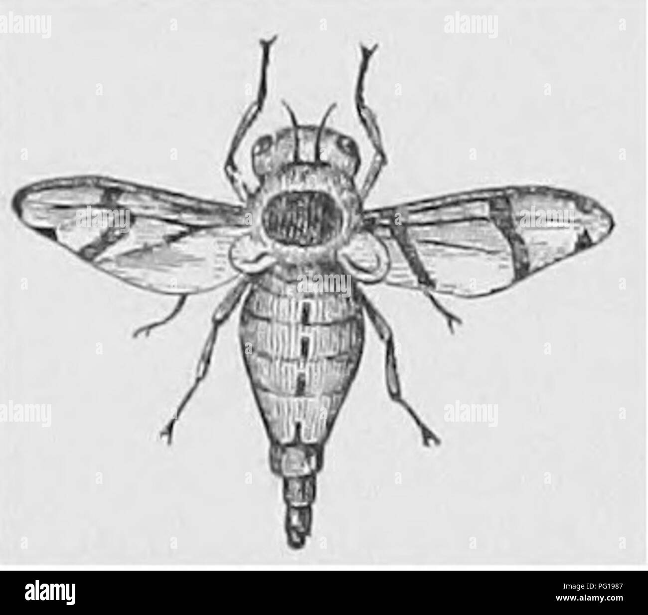 This veterinary guide provides detailed instructions on diagnosing and ...