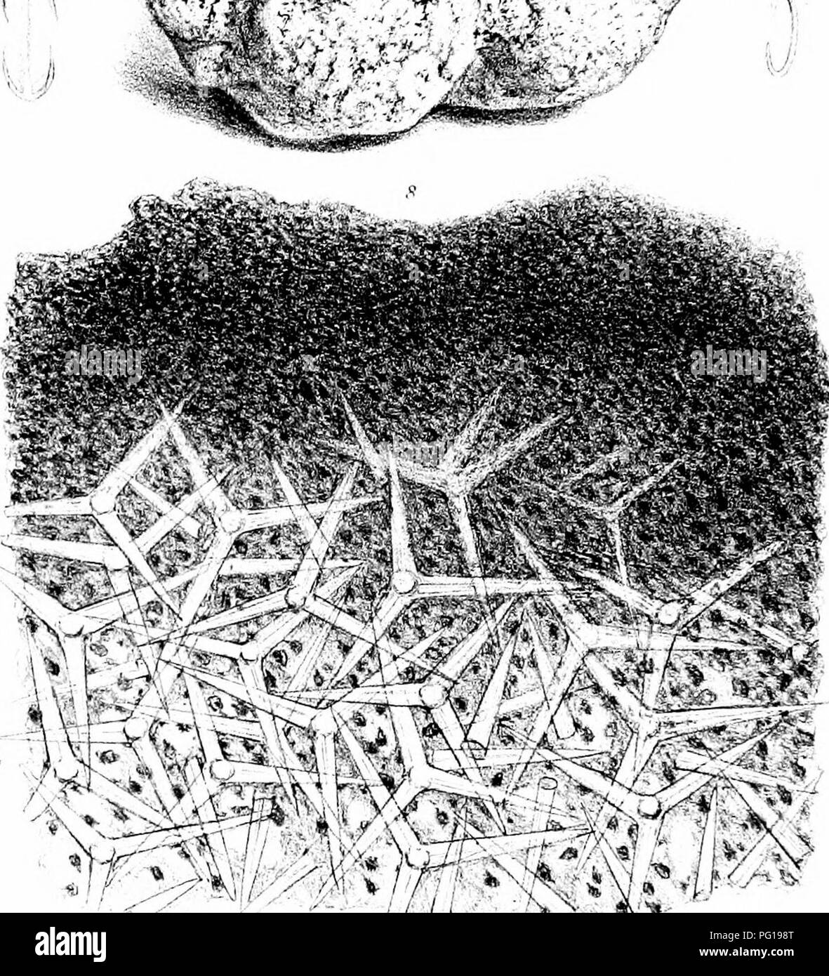 This monograph by James Scott Bowerbank and Alfred Merle Norman ...