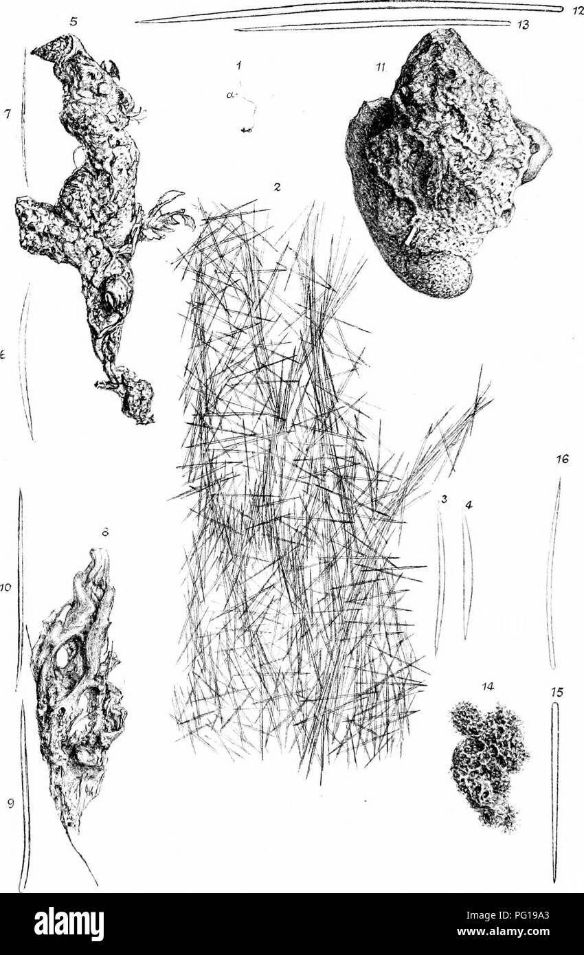 This monograph by James Scott Bowerbank details the anatomy and ...