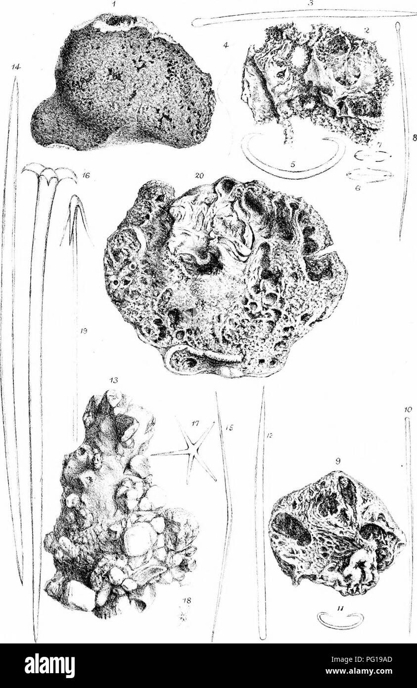 Understanding sponge taxonomy Black and White Stock Photos & Images - Alamy